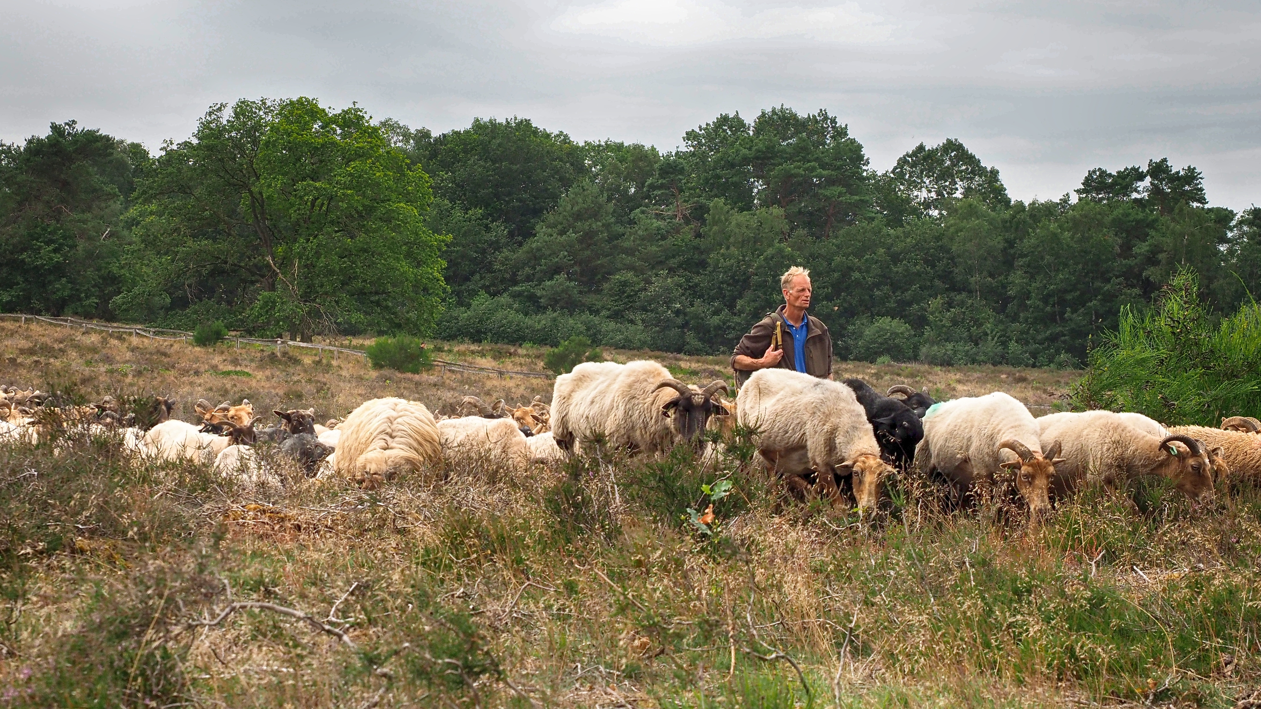 Het Holtingerveld is een werkplek met rijke historie voor herder Jelle ...
