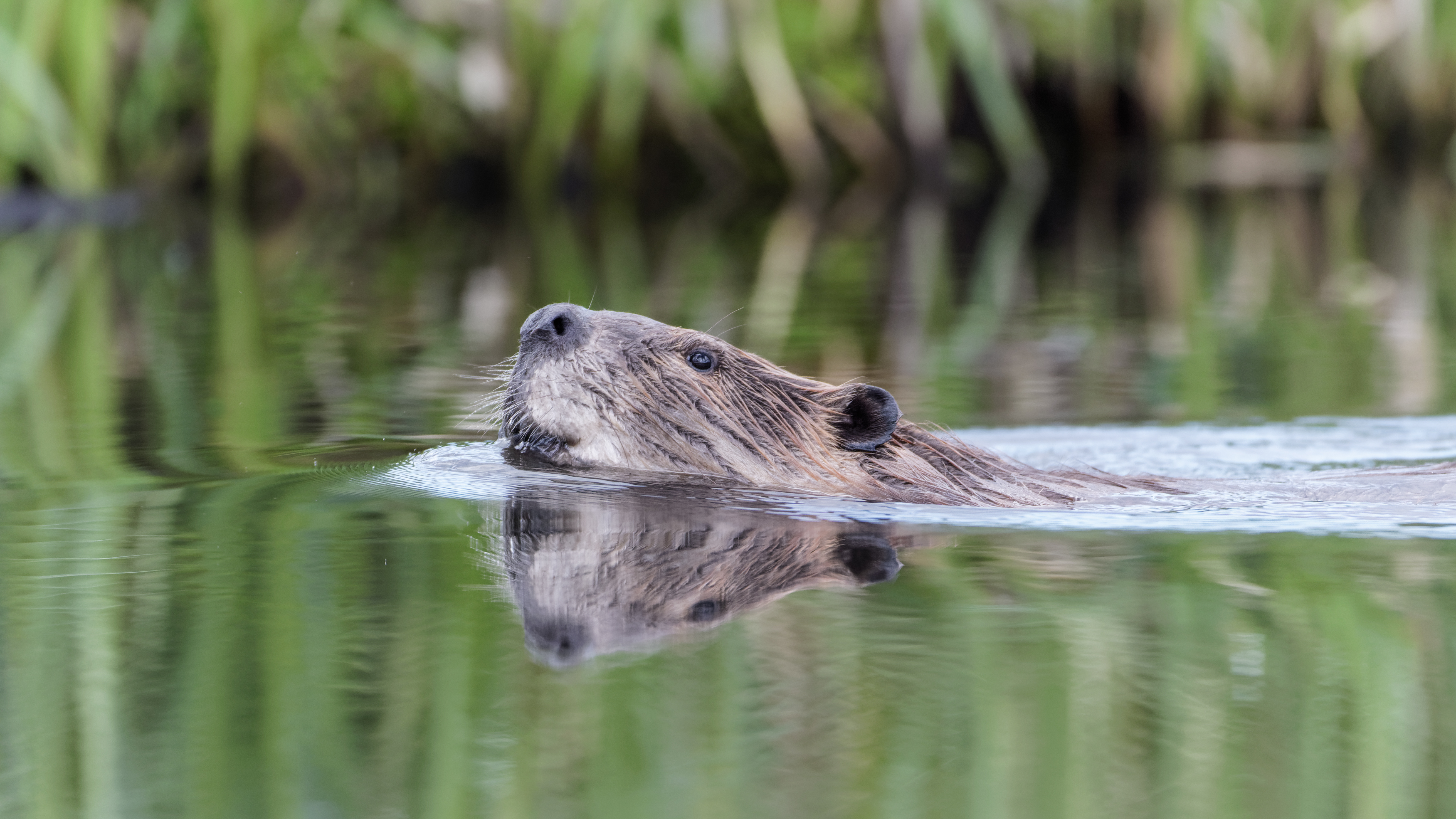 Spot de bever vanaf het kijkscherm | Zuidwest - provincie Drenthe